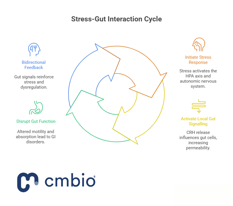 How Does Stress Affect the Gut Microbiome?
