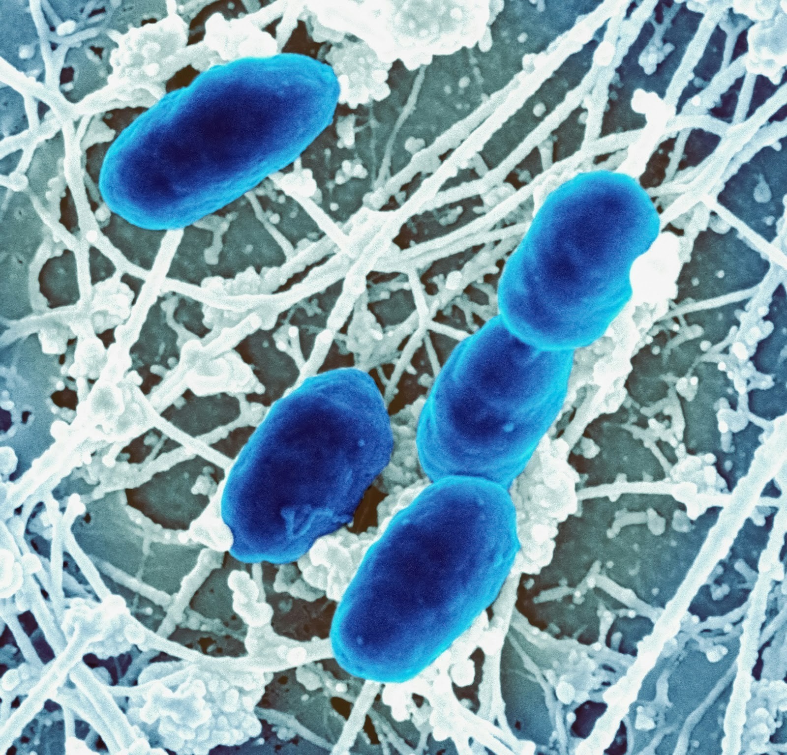 Microbiome Sequencing Use Cases & Applications