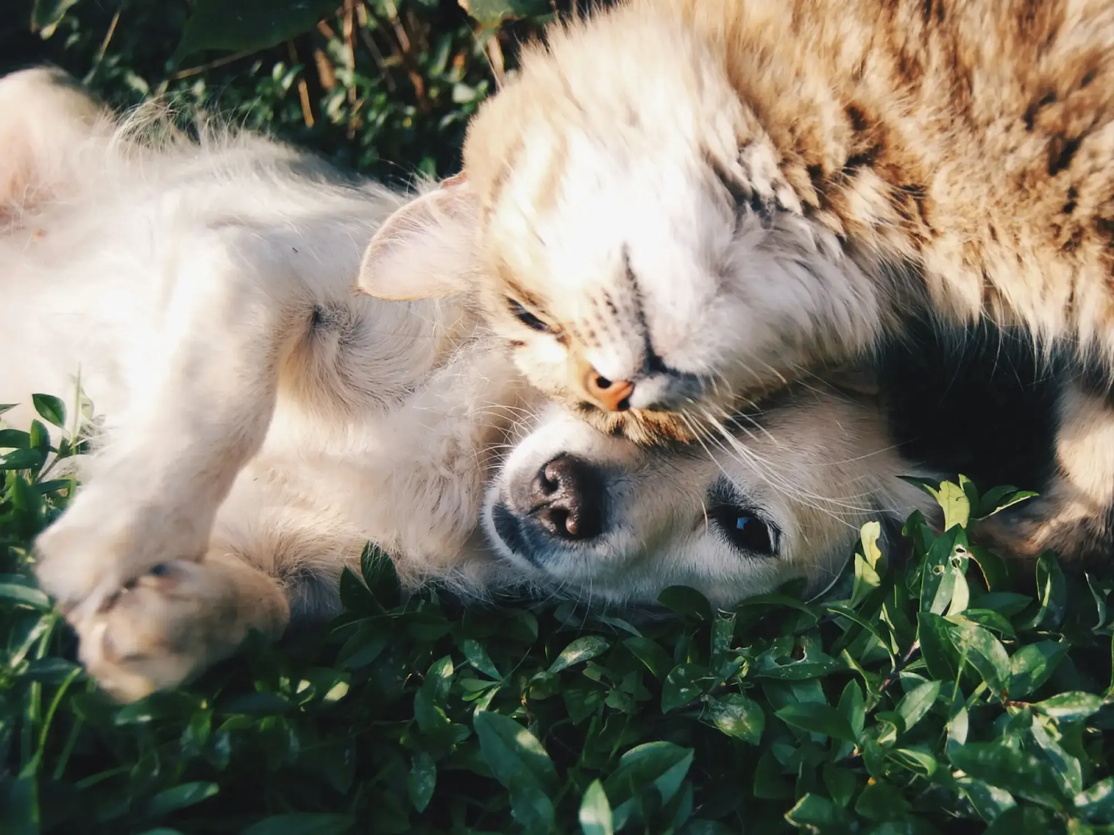 Animal Health: Livestock & Companion Animals
