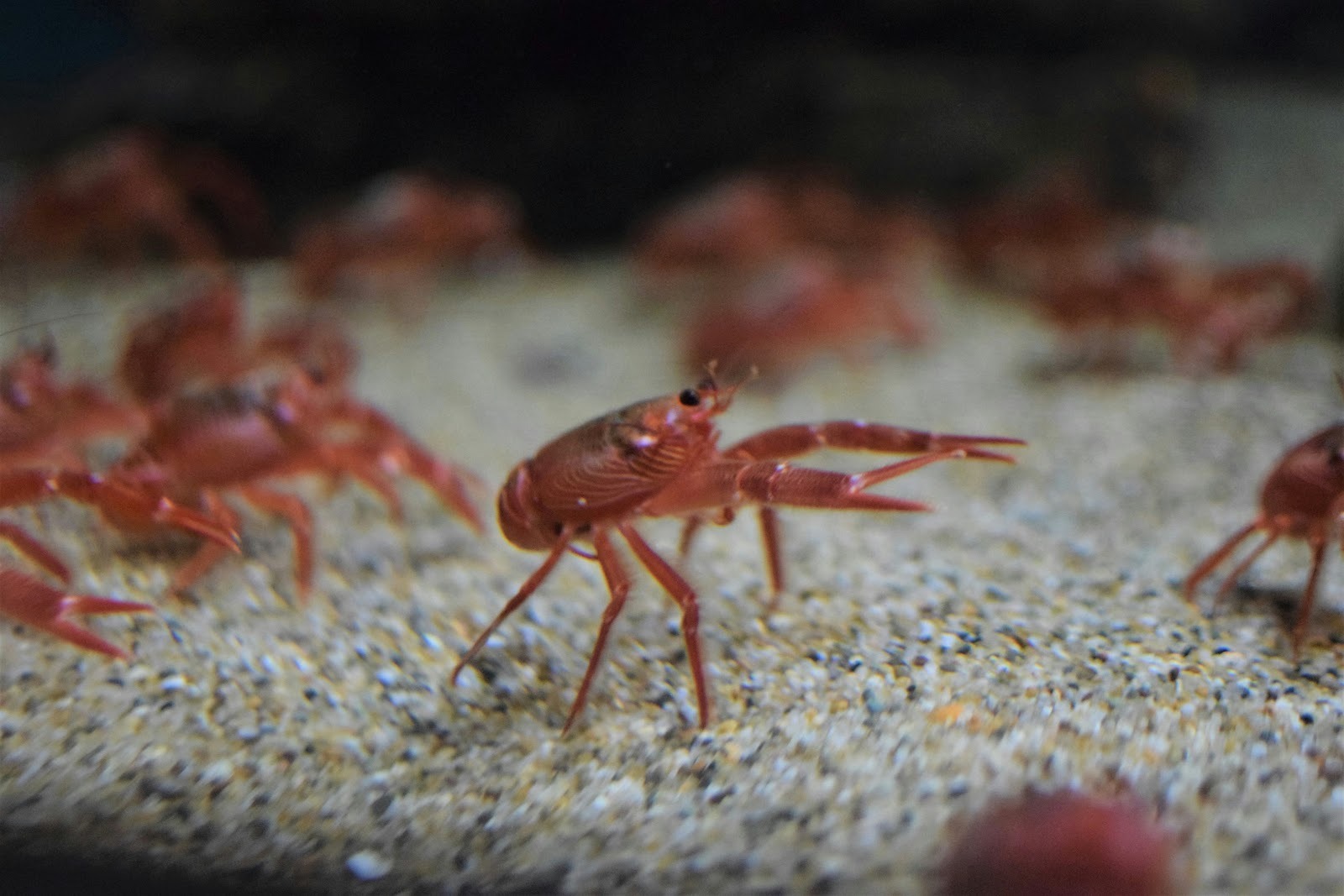 Environmental DNA & Invasive Species: Protecting Endangered Species